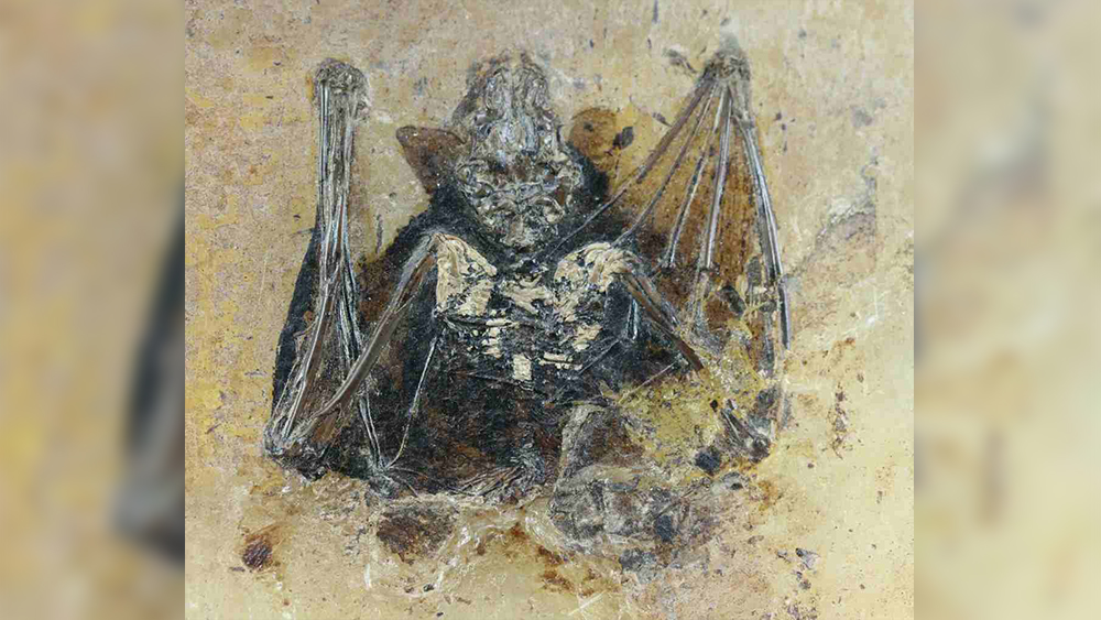 New Zealand's Giant Burrowing Bat | The Institute for Creation Research