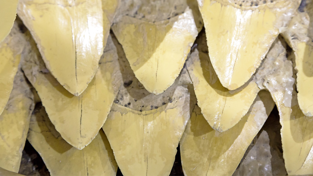 New Shark Fossil from Arkansas | The Institute for Creation Research