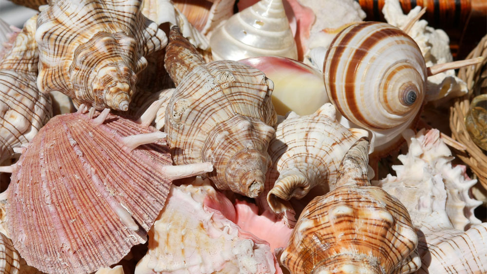 Surprisingly Colorful Fossil Snail Shells | The Institute for Creation ...