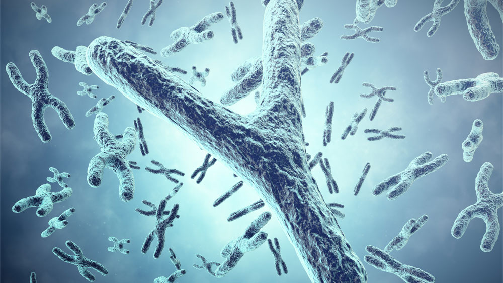 New DNA Sequences of the Y Chromosome Refute Human-Ape Evolution | The ...