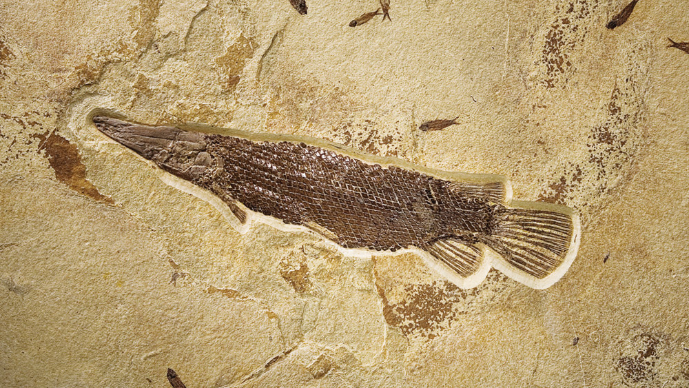 Stasis and More Stasis in Living Fossils | The Institute for Creation ...