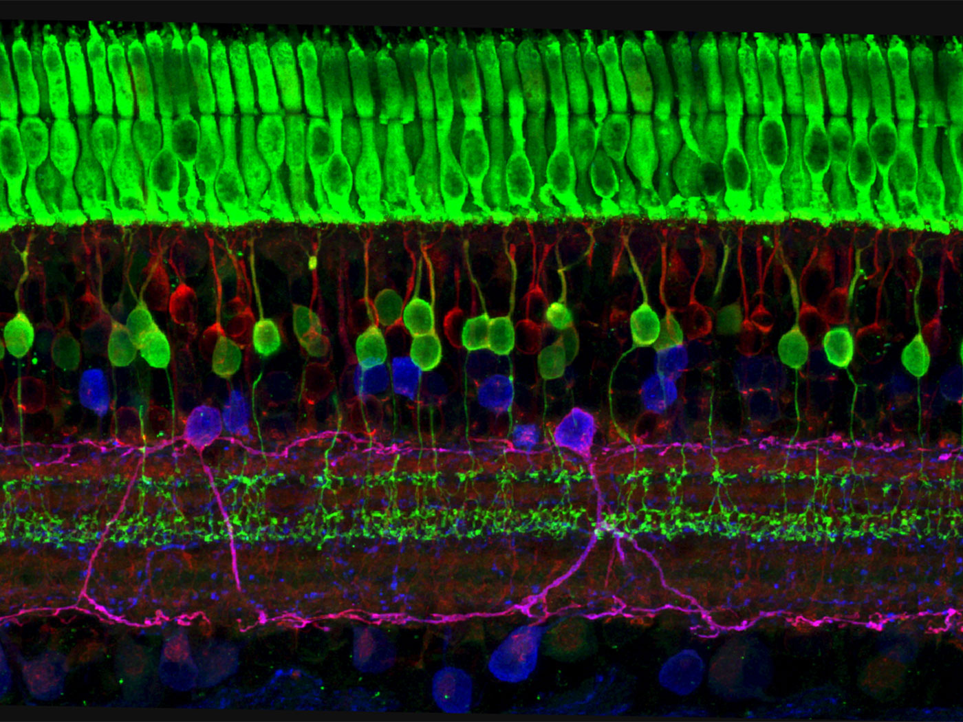 The Conserved Complexity of Eye Cell Types | The Institute for Creation ...