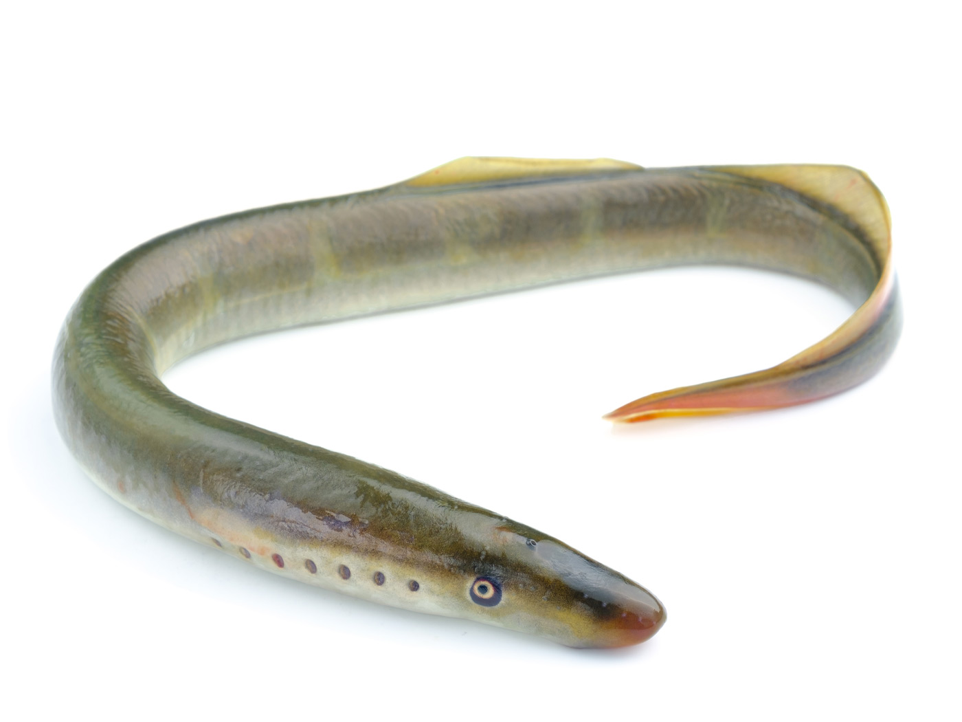 Lamprey Lunacy | The Institute for Creation Research