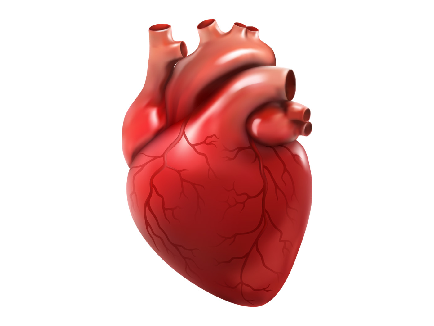 Did the Human Heart Evolve from Apes? | The Institute for Creation Research