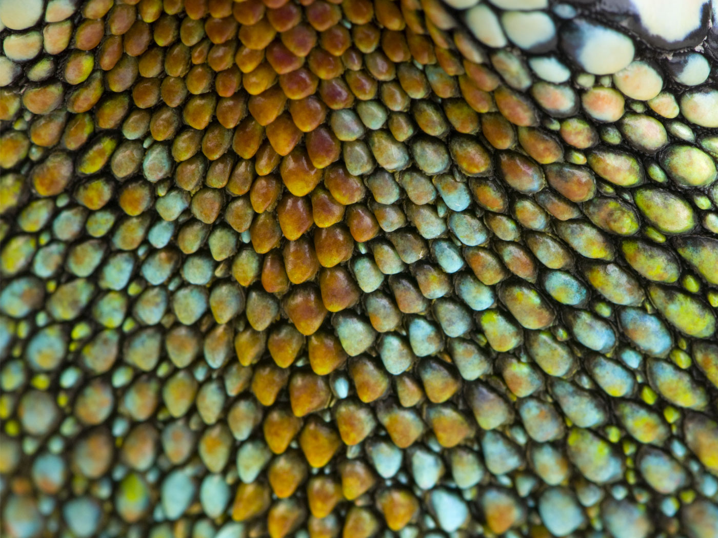 ''Ancient'' Skin Impressions | The Institute for Creation Research