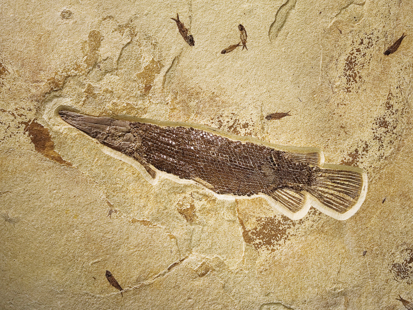 Evolution Is Religion, Not Science | The Institute for Creation Research