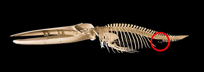 Vital Function Found For Whale Leg Bones The Institute For Creation 