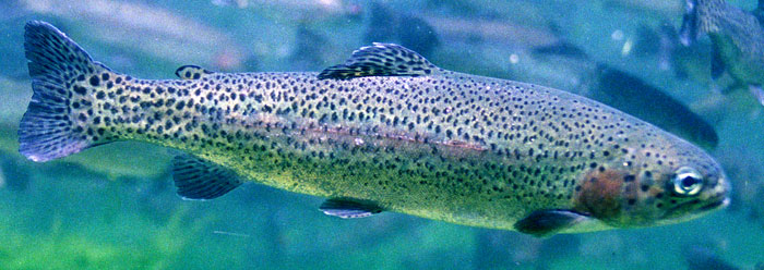 Researchers See Fish Adapt in One Generation | The Institute for ...